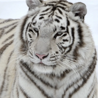 White_Tiger – профиль пользователя — PayGame.ru
